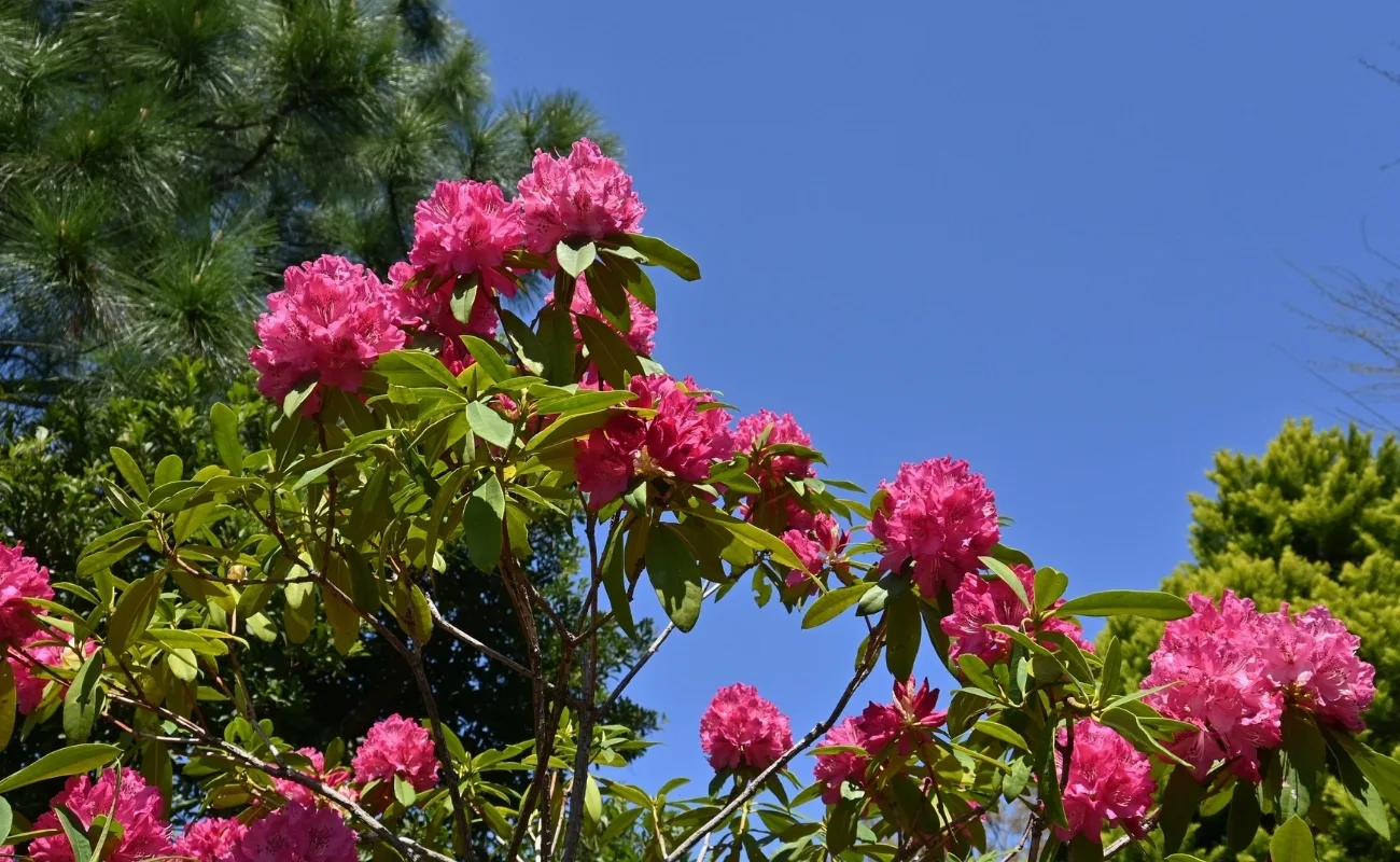 Annapurna Base Camp Trek in Spring (March–May Guide)